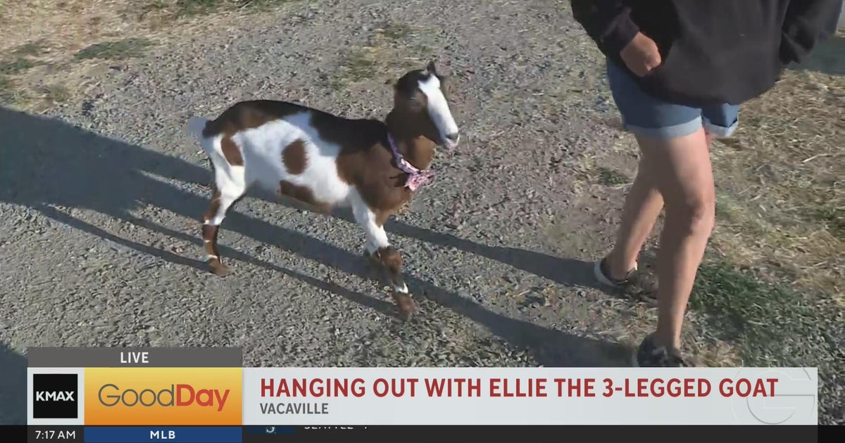 Ellie The 3-Legged Goat - Good Day Sacramento