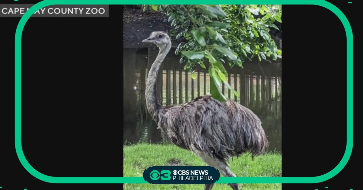 Cape May County Zoo welcomes 2 young greater rheas - CBS Philadelphia