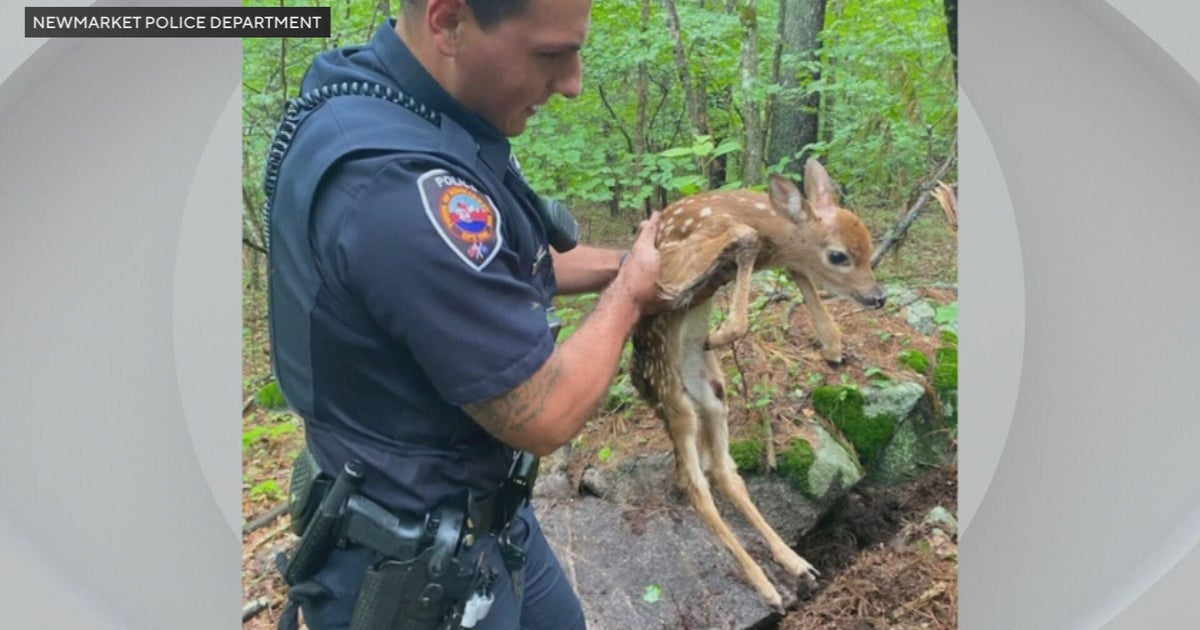 Baby deer rescued after falling into hole in Newmarket, New Hampshire ...
