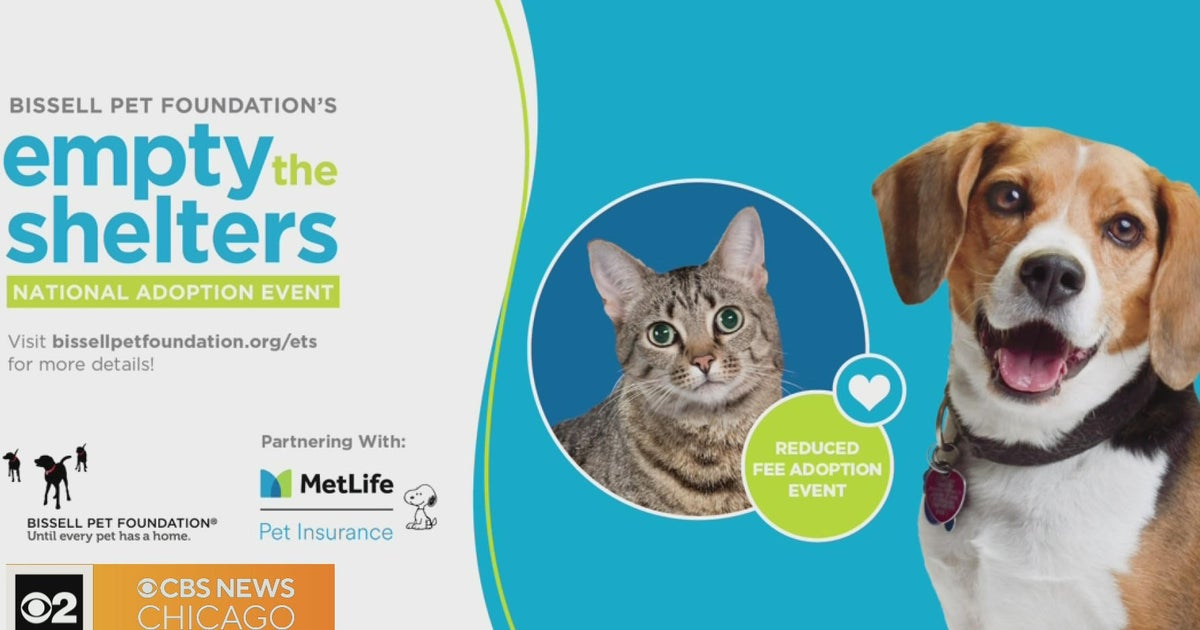 Nationwide 'Empty the Shelters' event kicks off Thursday - CBS Chicago
