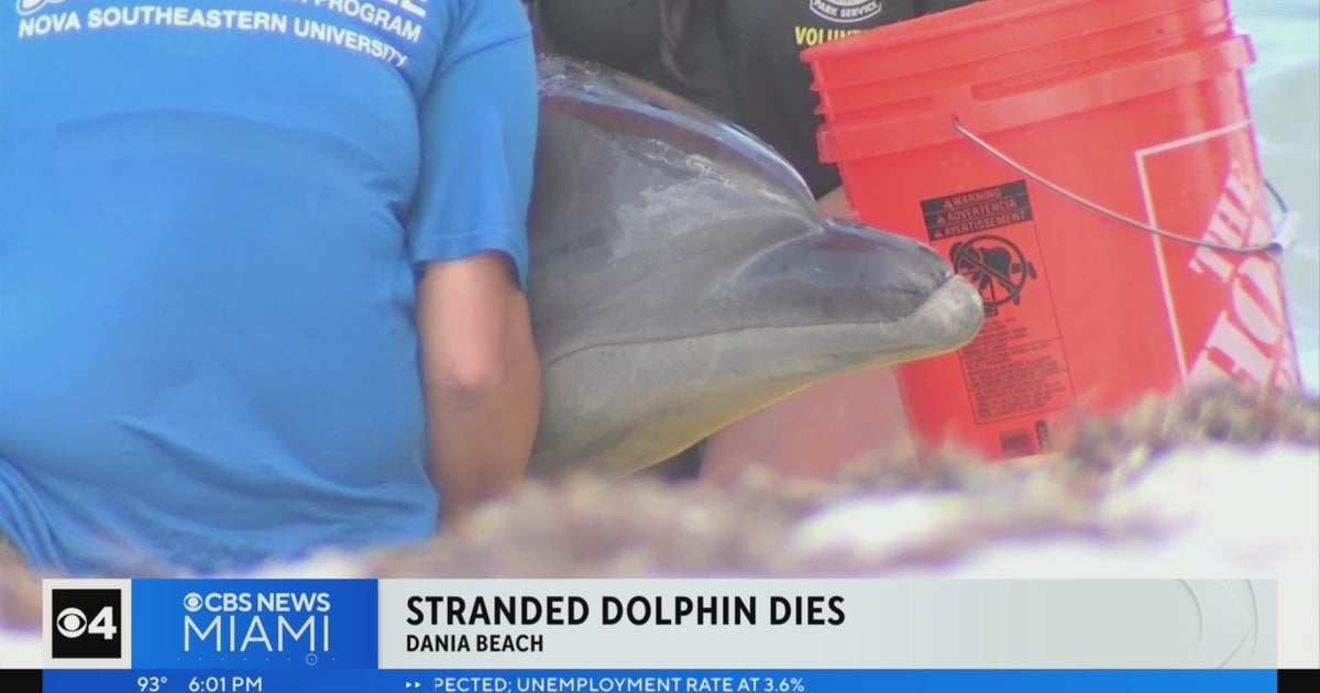 Stranded dolphin washes ashore - CBS Miami