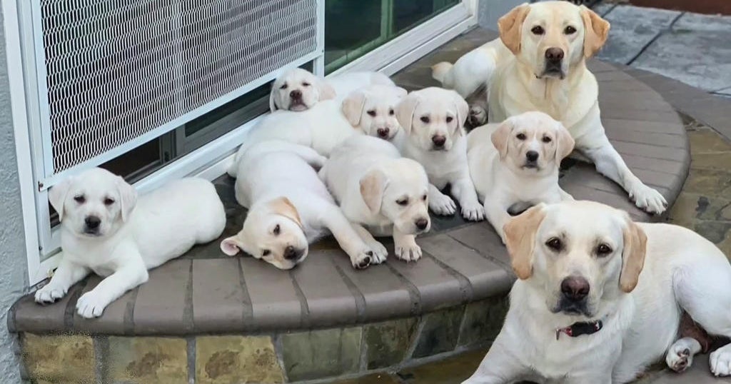 Unusual service dog program involves recipients in puppies' training ...