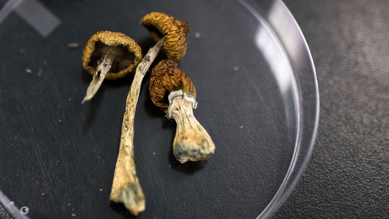 Magic Mushrooms news - Today’s latest updates - CBS Sacramento