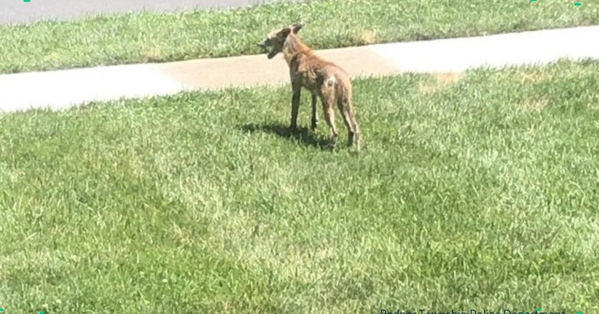 Radnor Township officials warn residents of sick, injured coyote in ...