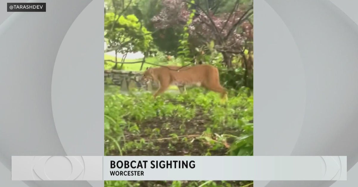 Bobcat spotted in Worcester neighborhood - CBS Boston