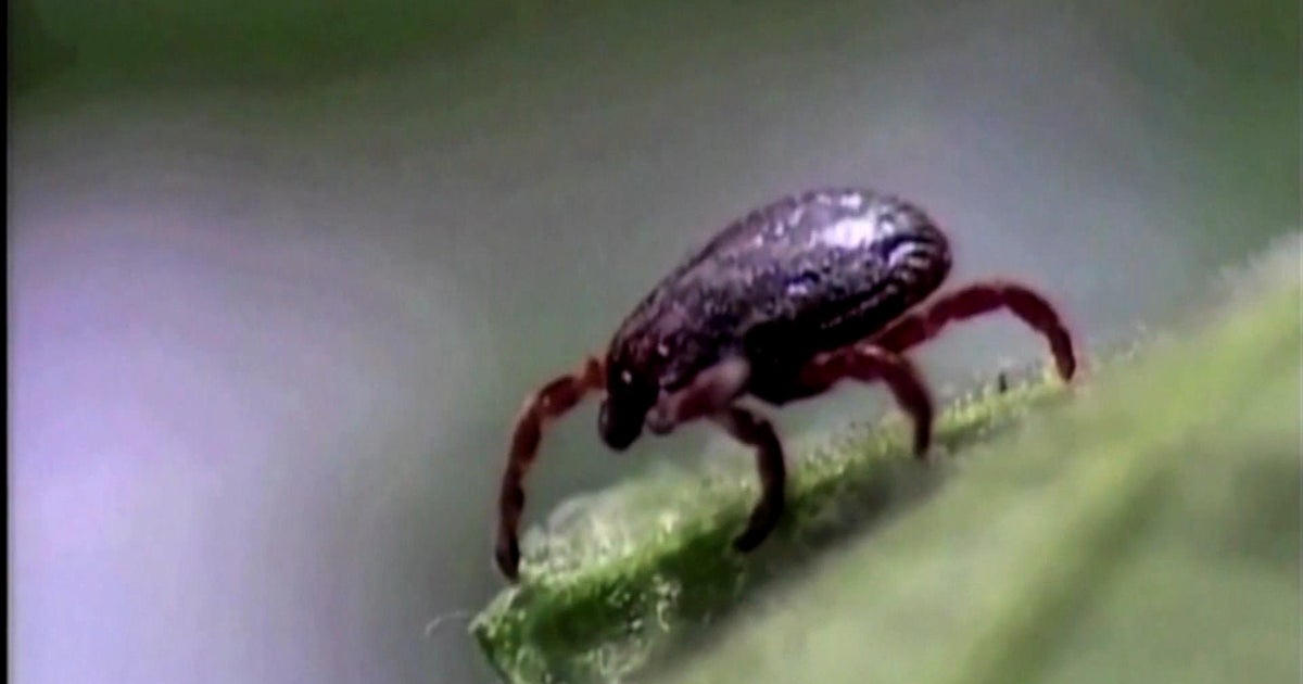 New Jersey, Pennsylvania seeing uptick in tick population - CBS ...
