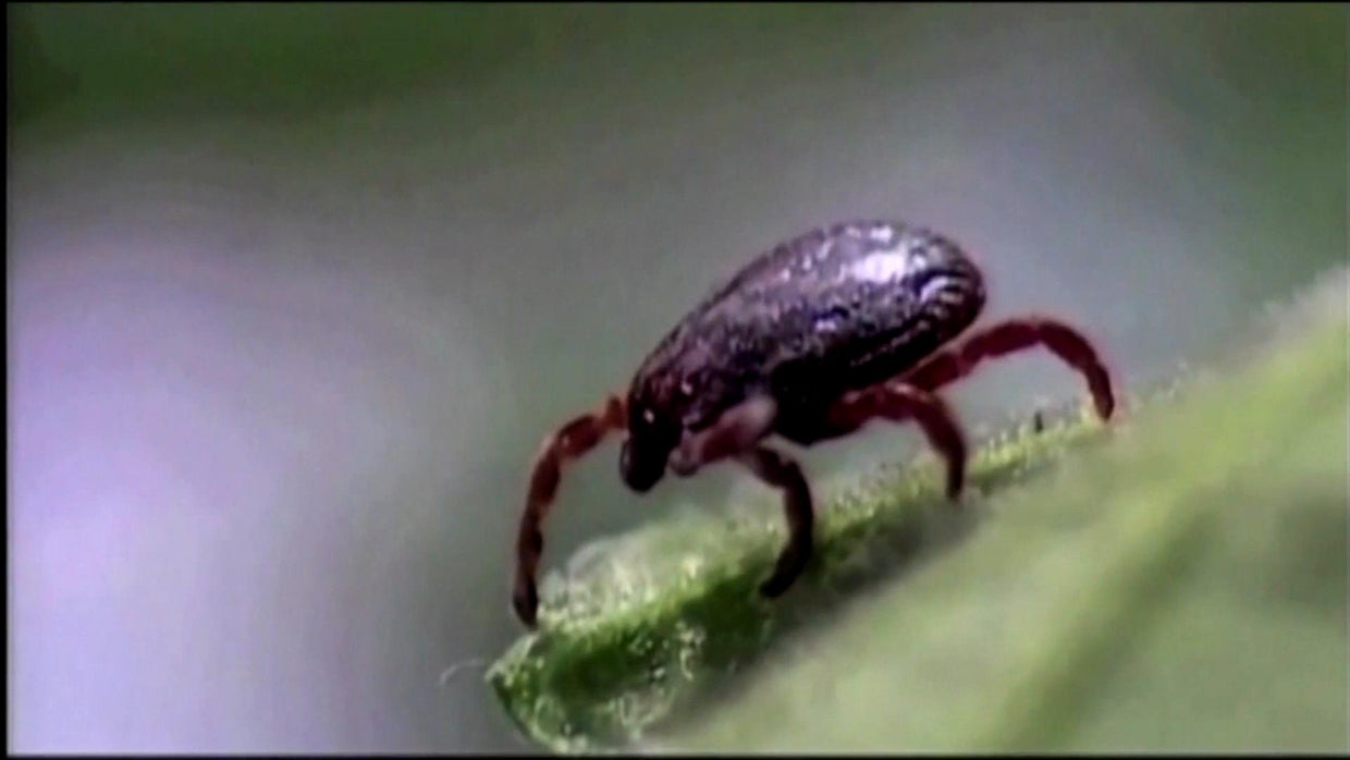 New Jersey, Pennsylvania seeing uptick in tick population - CBS ...
