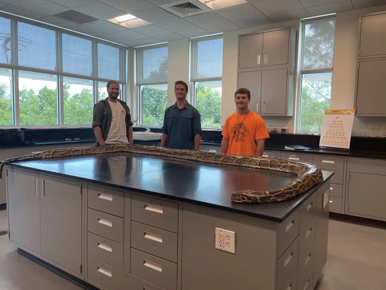 Watch a Florida man wrestle a record-breaking 19-foot-long Burmese ...