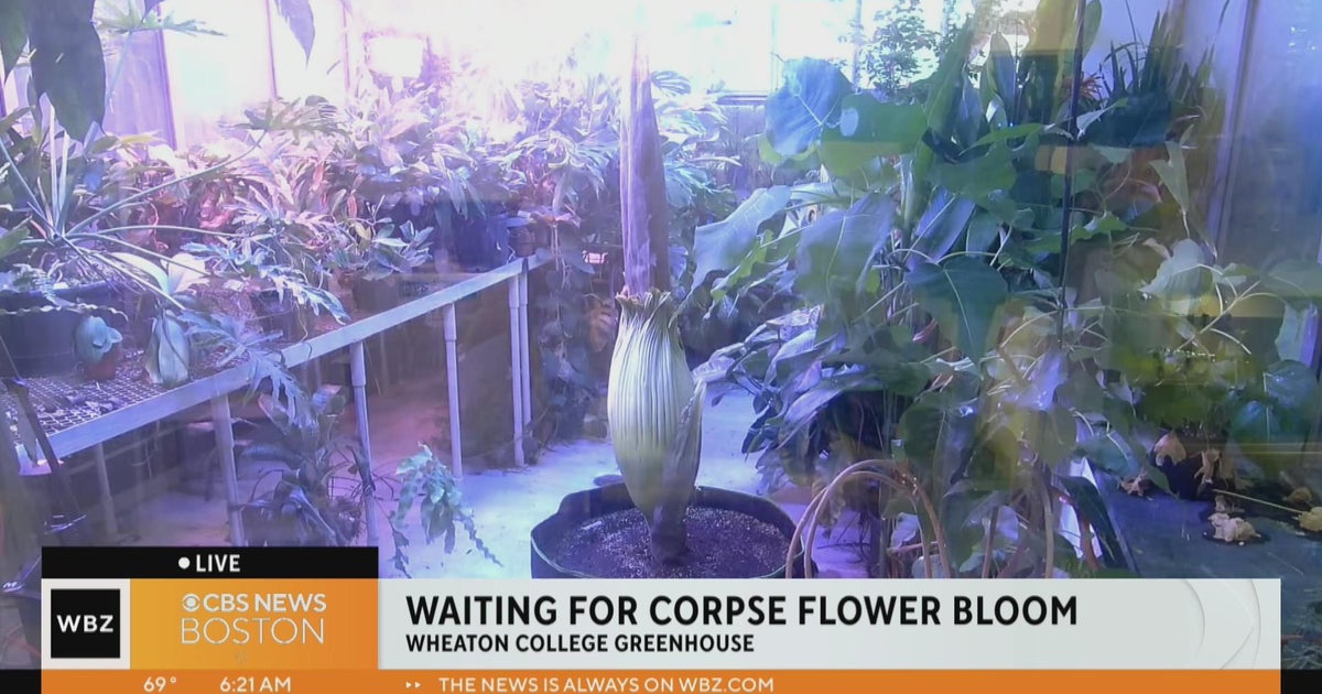 Corpse flower ready to bloom at Wheaton College - CBS Boston