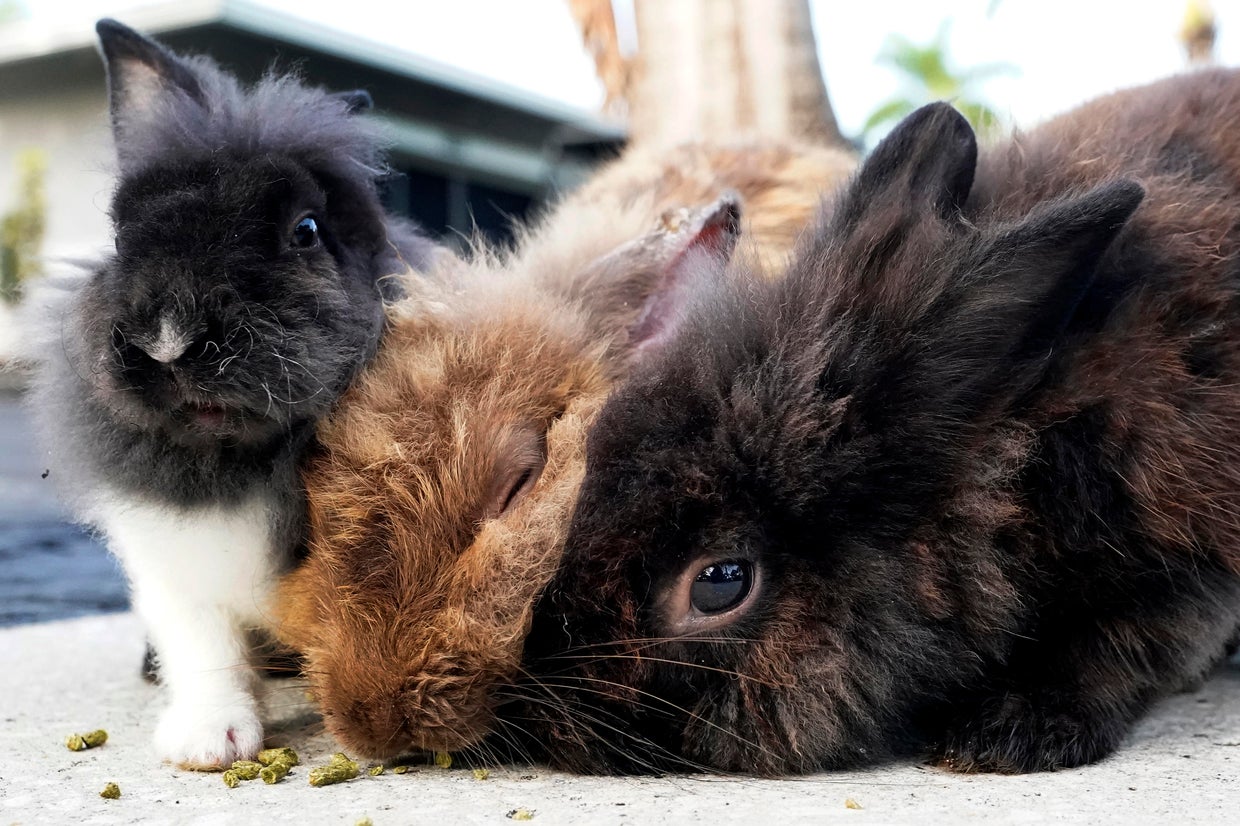 Florida community hopping with dozens of rabbits in need of rescue ...