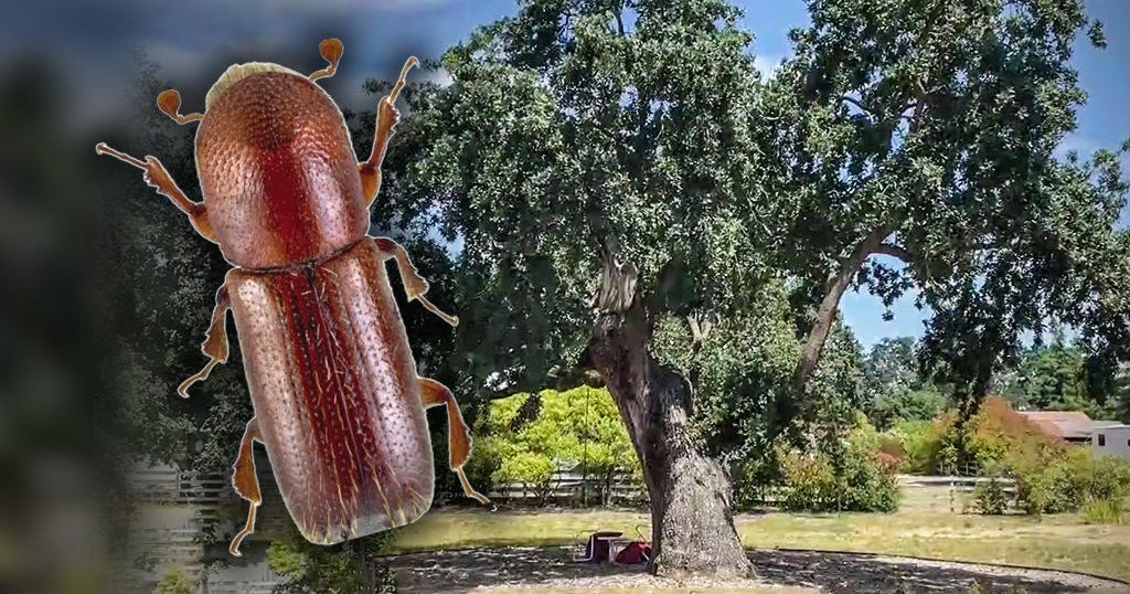 Eliminating infected North Bay oak trees may spread invasive beetle ...