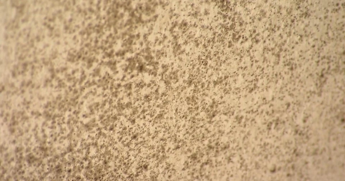 Doctors warn about mold, debris concerns after rain and flooding in ...