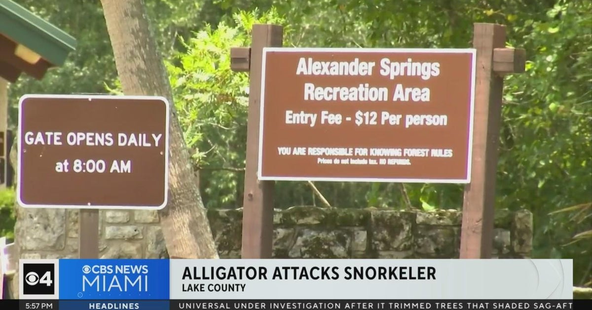 Alligator bit snorkeler in popular Florida swimming area - CBS Miami