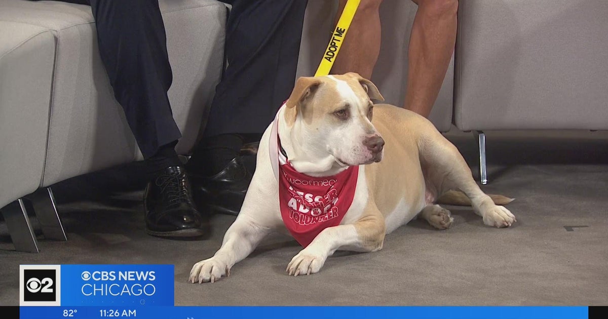 Pet Rescue Spotlight: Hoof, Woof and Meow Animal Rescue - CBS Chicago