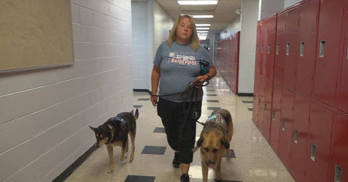 Delco substitute teacher getting help from 2 service dogs in classroom ...