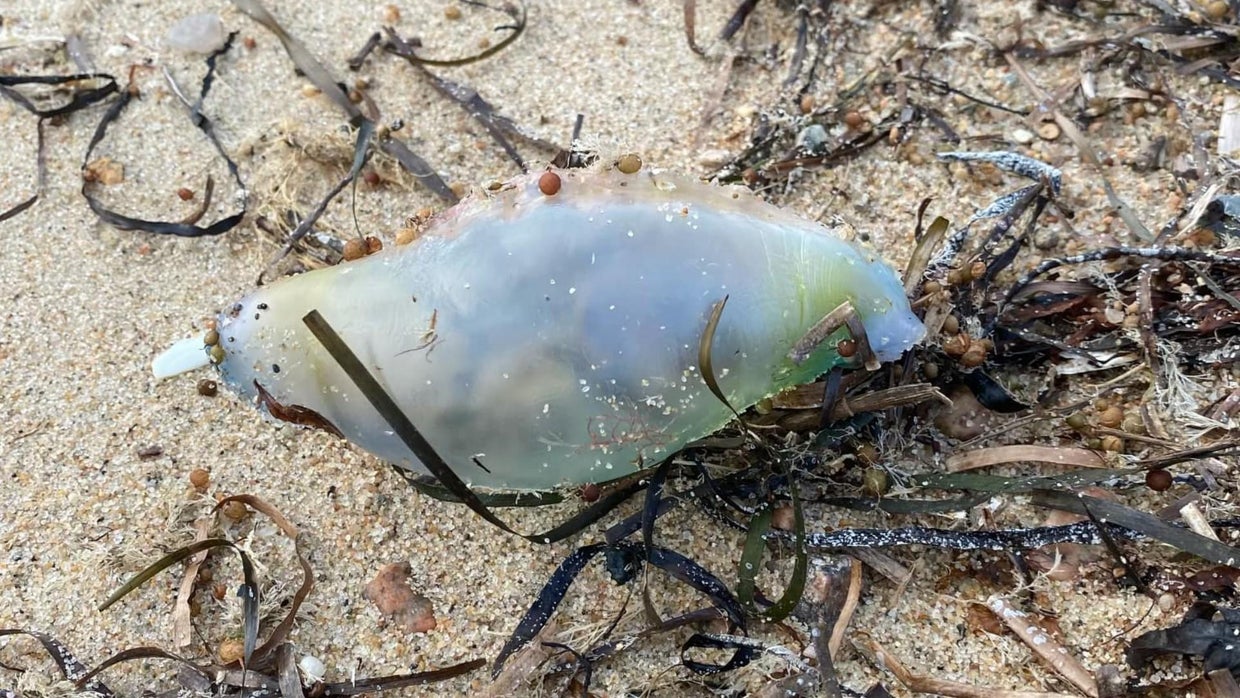 Portuguese man o' war spotted in Marion, prompting warning for Buzzards ...