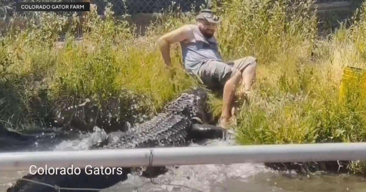 Man nearly bitten by alligator at Colorado Gator Farm in San Luis ...
