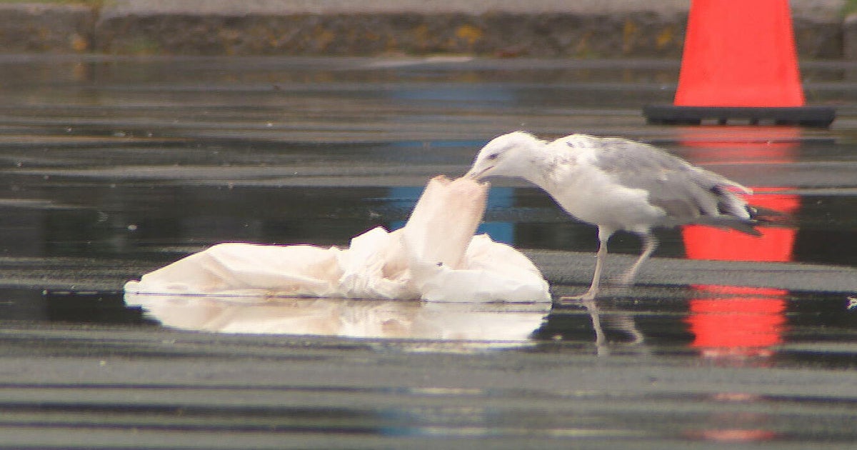 'They're vicious': Aggressive seagulls force Sullivan's Castle Island ...