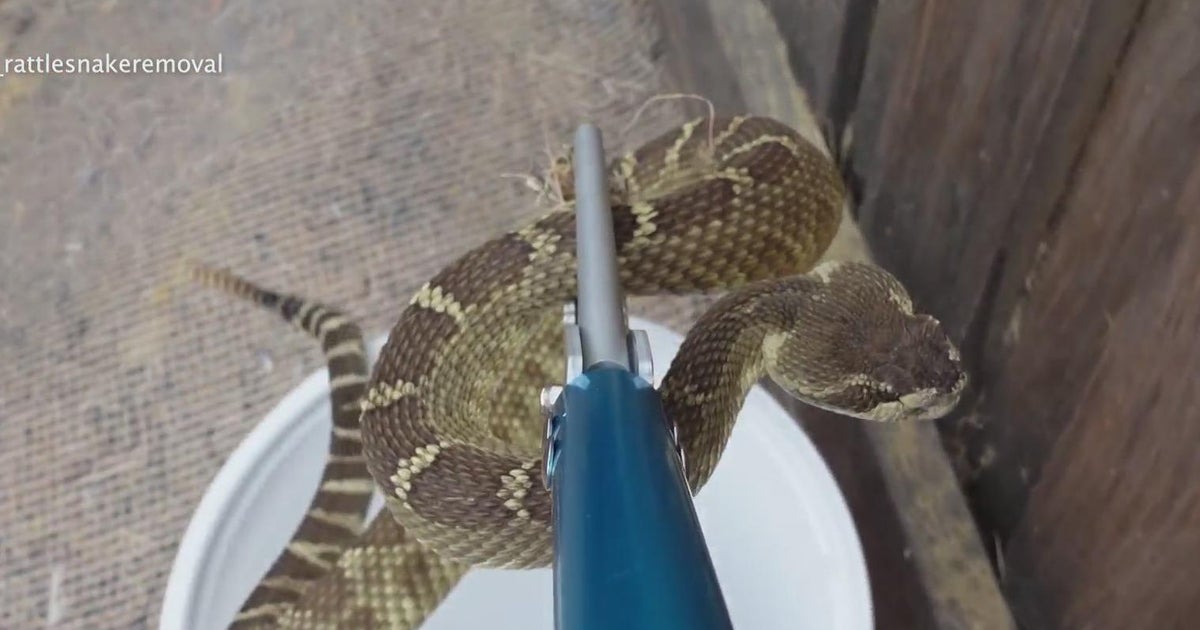 North Bay rattlesnake wrangler works to keep people and reptiles safe ...