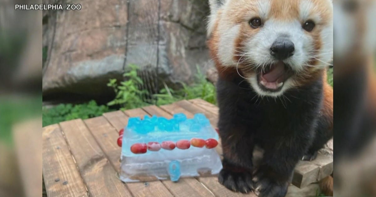 Ice cakes help Philadelphia Zoo animals keep cool in the heat - CBS ...