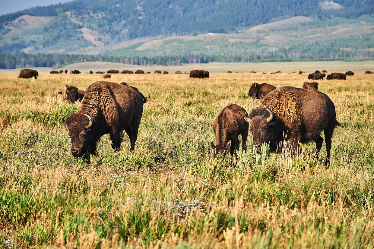 Man gored by bison in Yellowstone National Park after getting too close ...