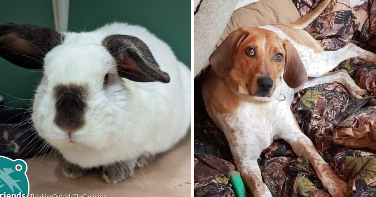 Adoptable pets Dusty and Lady: Furry Tails - CBS Pittsburgh