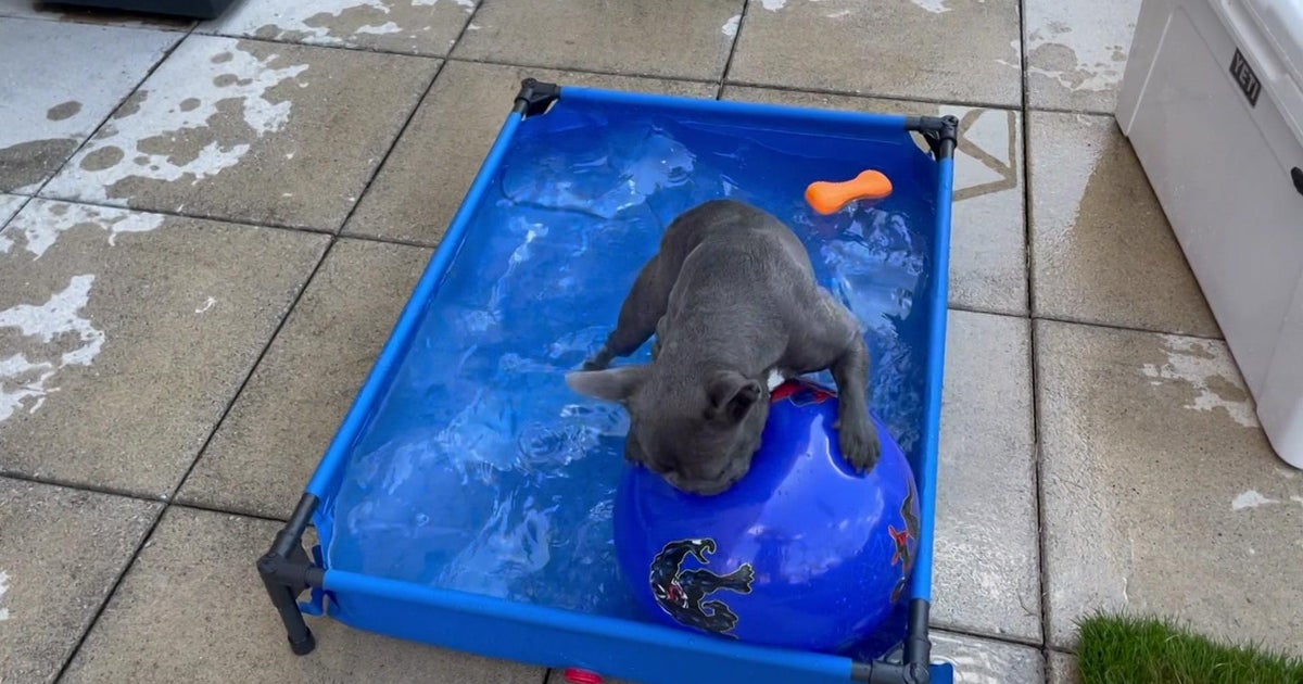 Vet offers tips on how to protect your pets during dangerous heat - CBS ...