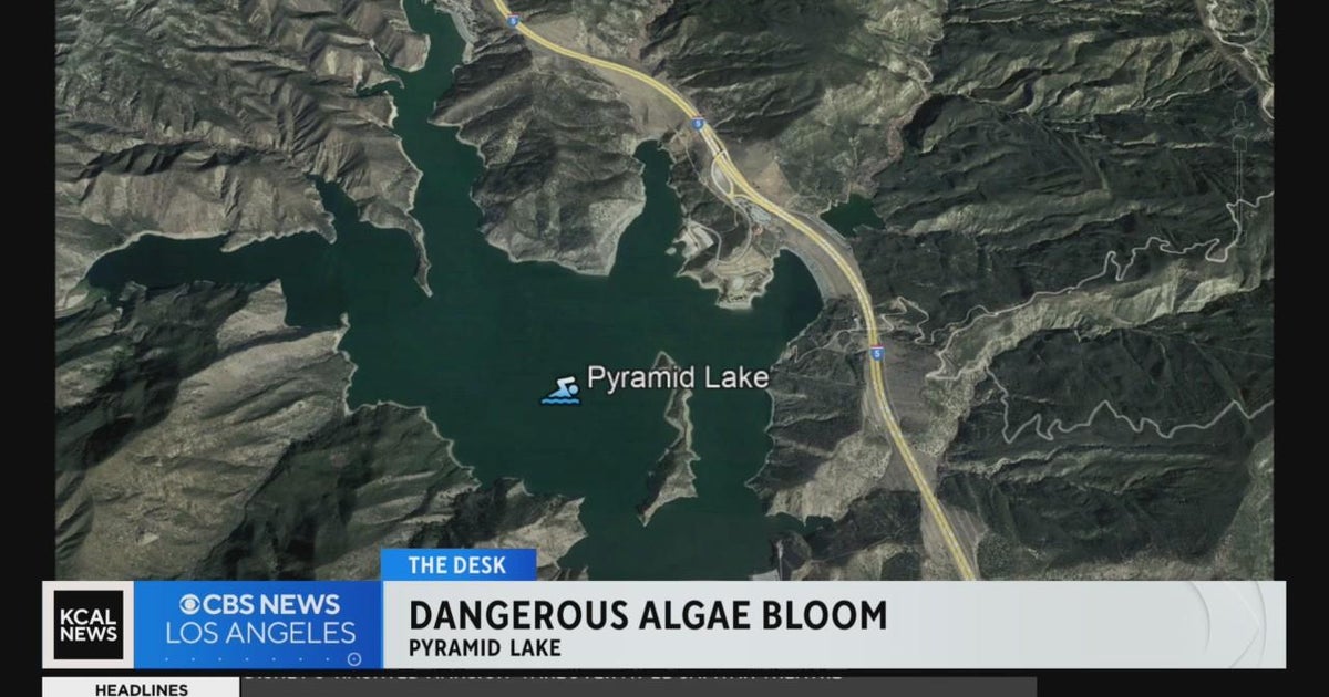 Authorities issue warning about a dangerous algae bloom at Pyramid Lake ...