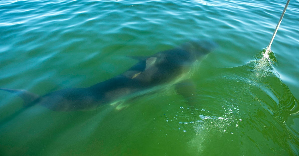 Cape Cod experiencing "white shark abundance," scientists say - CBS News