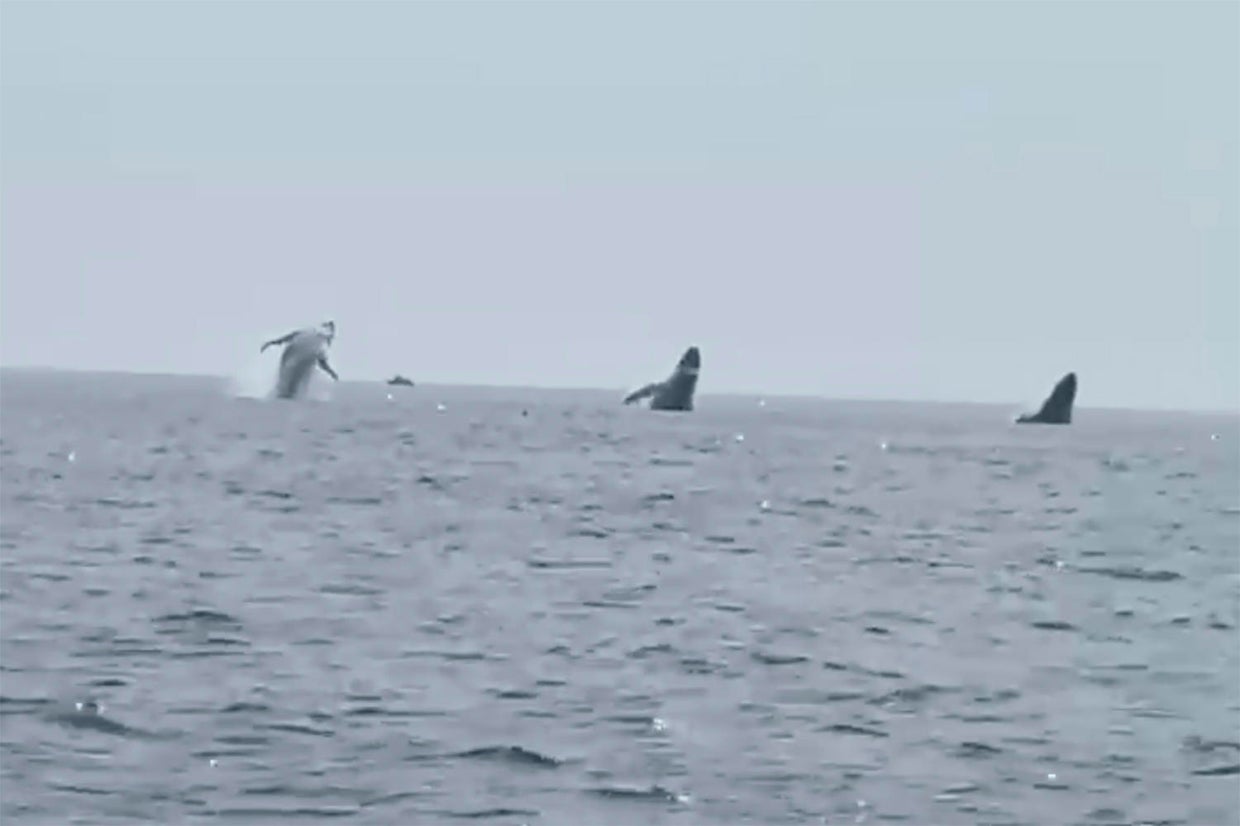 Incredible video shows 3 humpback whales jump in unison off Cape Cod: "Once in a lifetime" - CBS ...