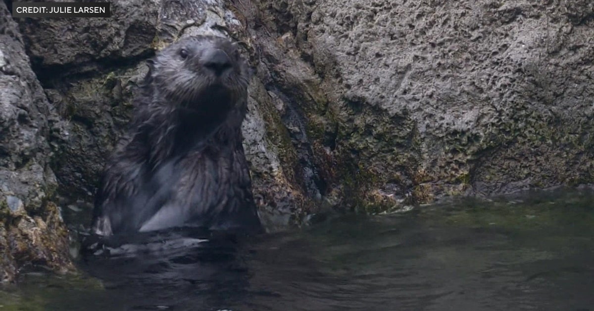 New York Aquarium welcomes new southern sea otter - CBS New York