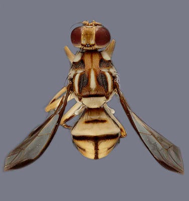 Invasive fruit fly infestation puts Los Angeles neighborhood under ...