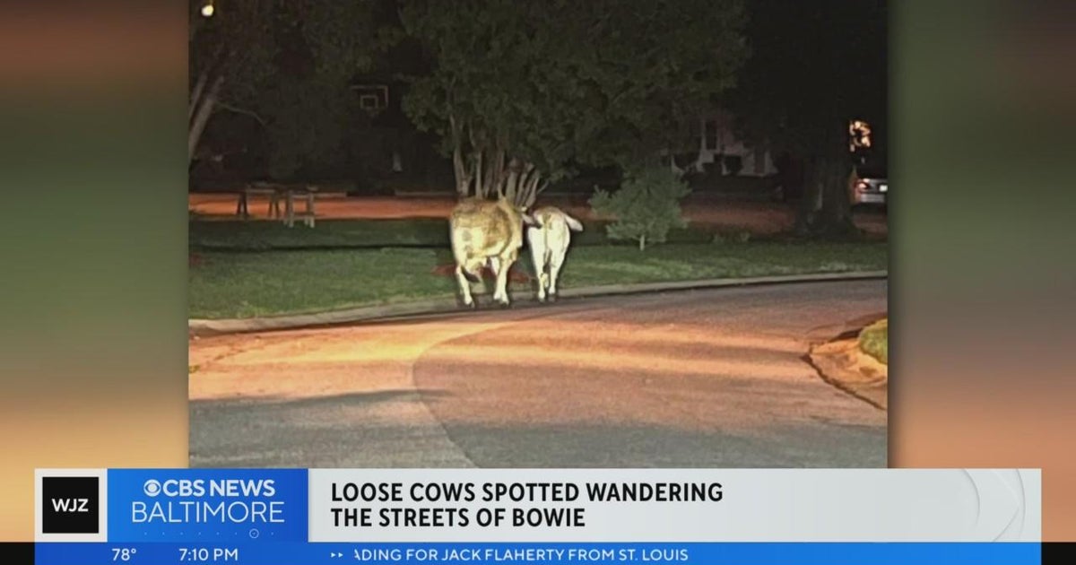 Cows on the loose on Bowie street - CBS Baltimore