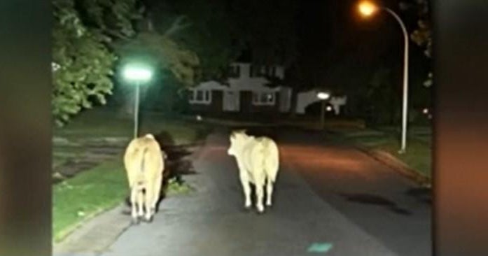 COWS ON THE LOOSE: Odenton farm cows seen roaming miles away in Bowie ...