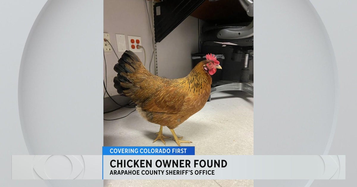 Owner of missing chicken found in Arapahoe County - CBS Colorado