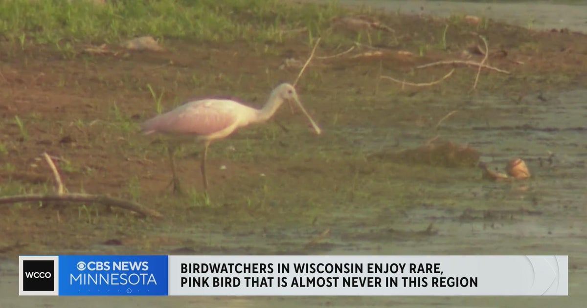 Rare pink bird spotted in Wisconsin - CBS Minnesota
