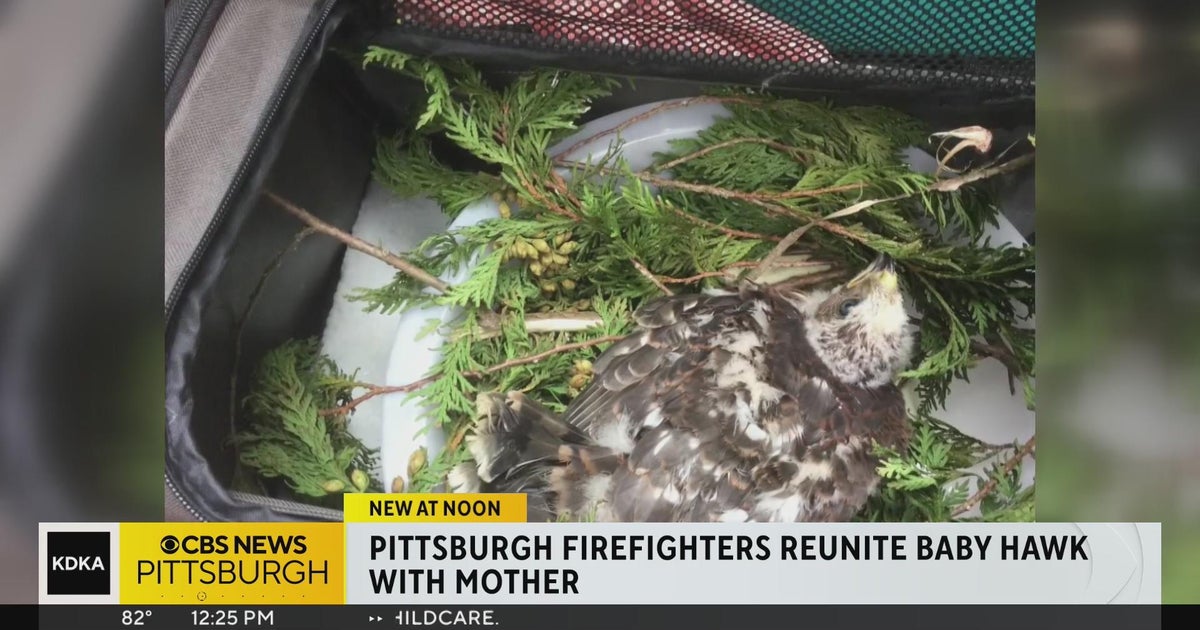Pittsburgh firefighters return baby hawk to nest - CBS Pittsburgh