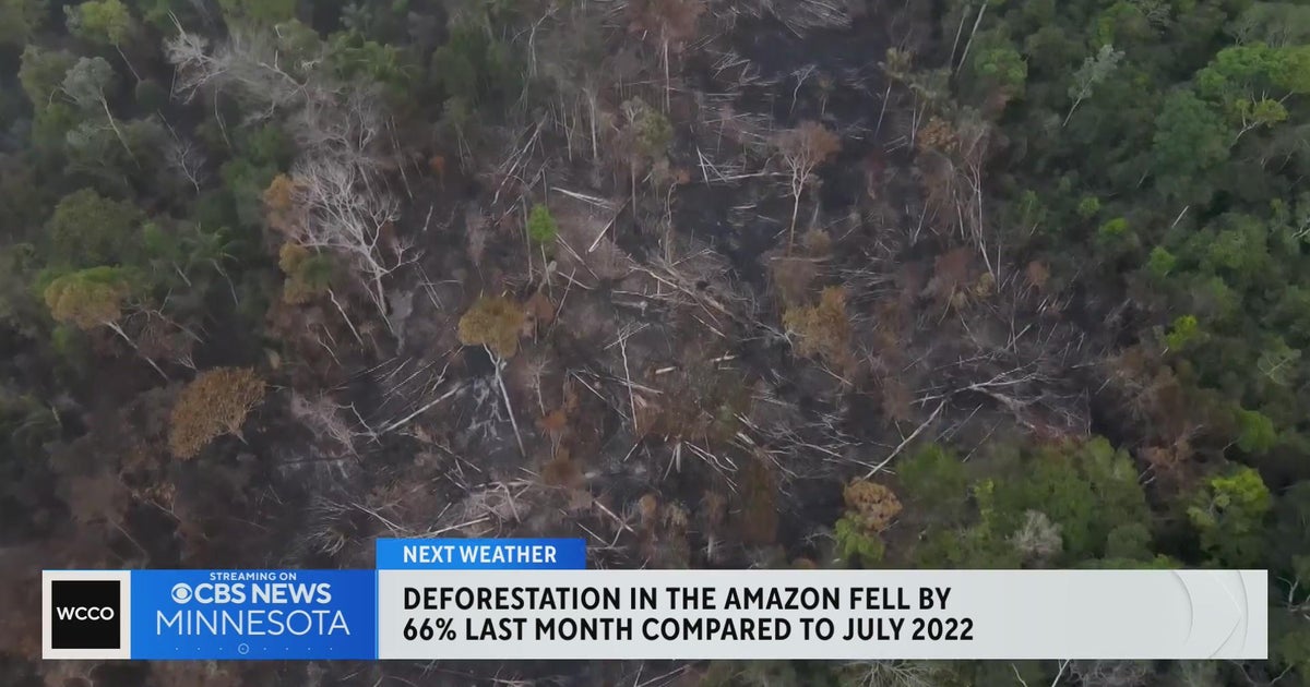 Deforestation in the Amazon fell by 66% last month compared to 2022 ...