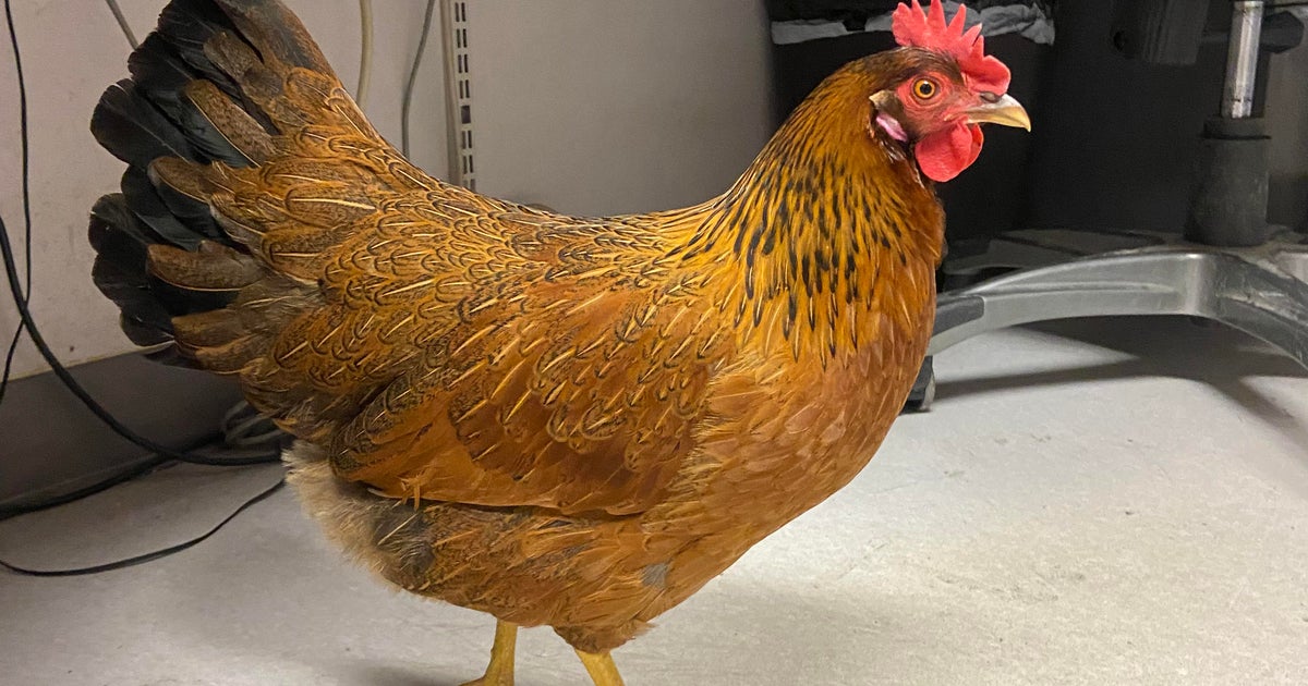 Chicken reunited with owner after runaway bird found in Centennial ...