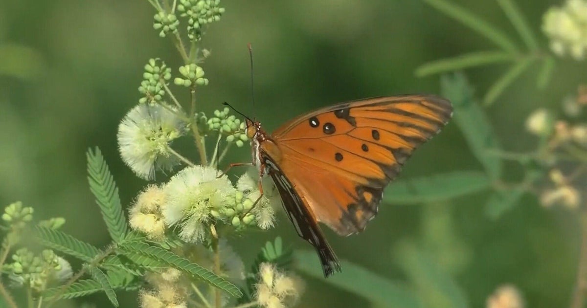 Wet spring and summer brings more bugs to Colorado: "a very positive ...