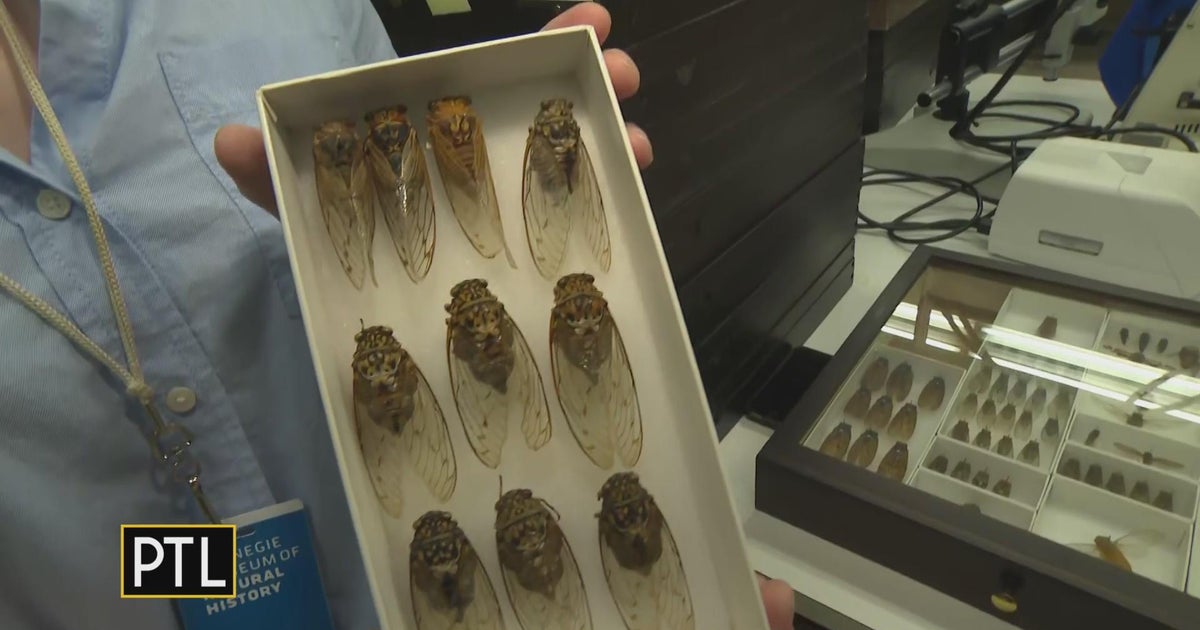 Bugging out with Boaz at the Carnegie Museum of Natural History - CBS ...