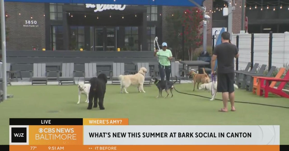 Where's Amy? Taking in the doggy fun at Bark Social - CBS Baltimore