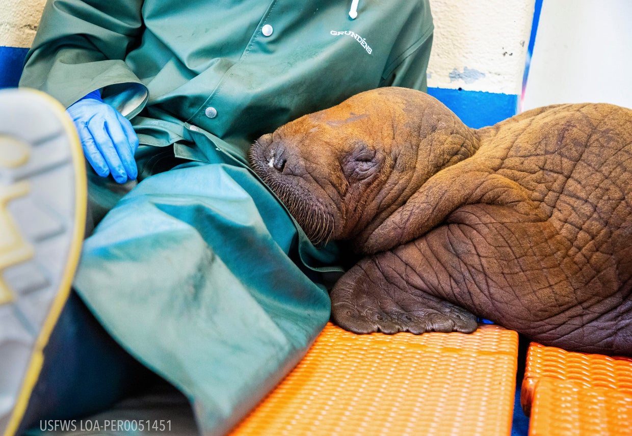 A lost 140-pound baby walrus is getting "round-the-clock" cuddles in ...