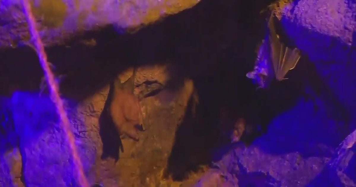 Rabid bat bite in Keystone sends one Colorado visitor to the hospital ...