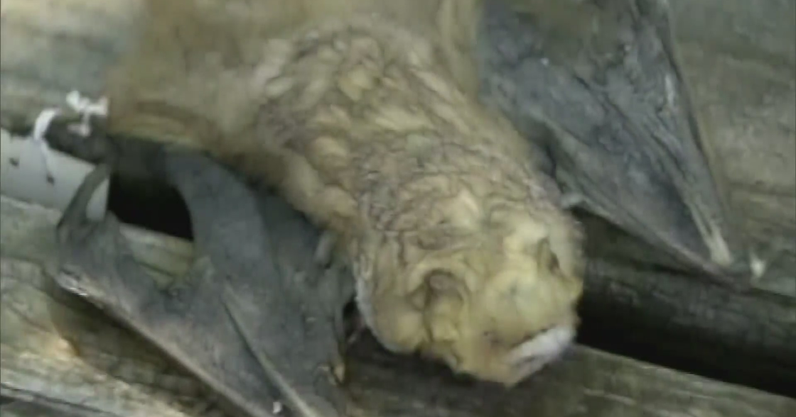 Rabid bat bite in Keystone sends Colorado high country visitor to the ...