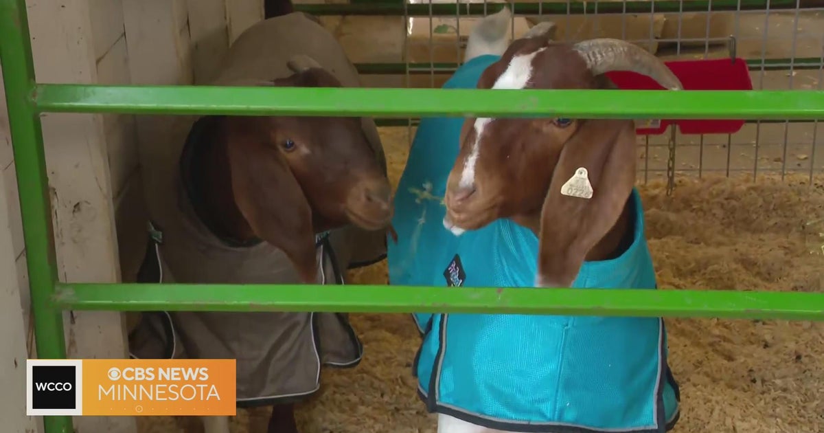 Carver County Fair kicks off Wednesday - CBS Minnesota