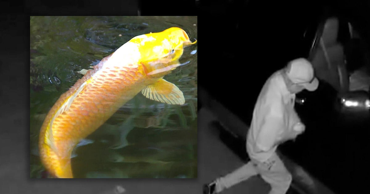 Video: Ultra-rare Koi fish puts up fight against fishnapper - CBS Minnesota