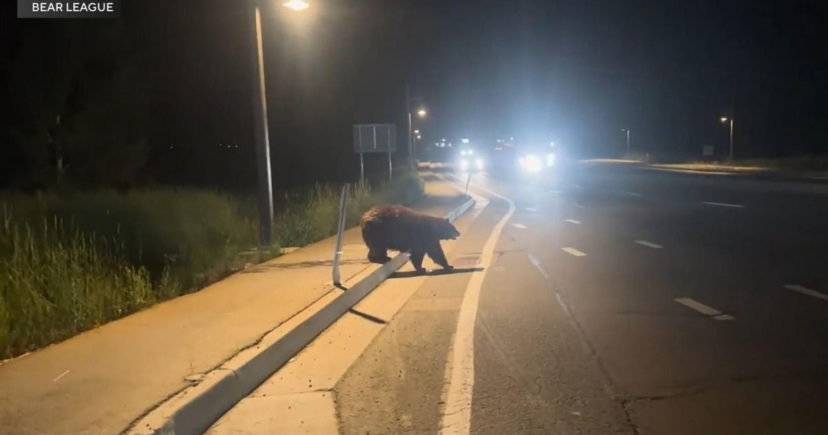 "We just have to share the roads": Record number of bears hit in Tahoe prompts strong warning ...
