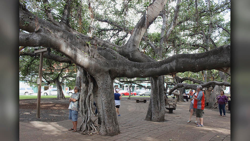 Scorched in Maui wildfire, Lahaina's historic banyan tree clings to ...