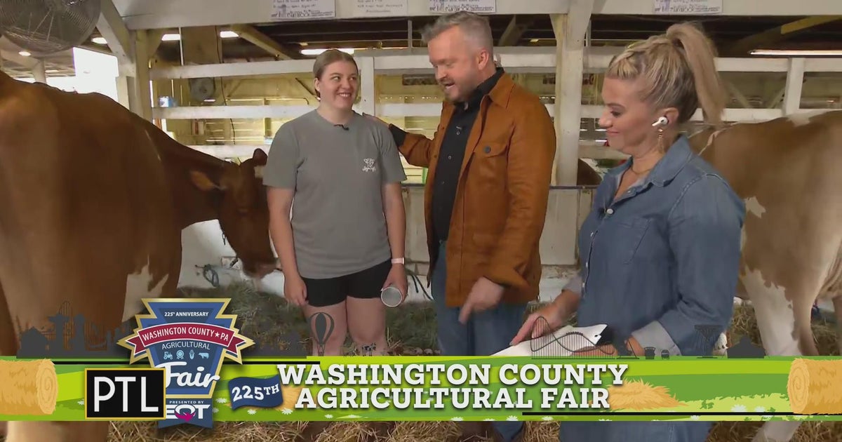 David milks a cow at the Washington County Agricultural Fair - CBS ...